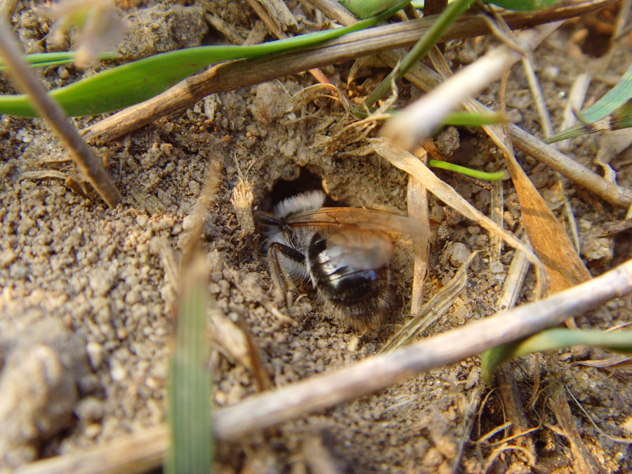 Die Erdbienen - harmlose Mitbewohner unter Artenschutz - Familien-Frage.de